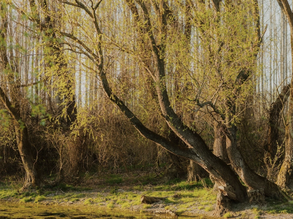 Country Trees – PANDESTINY.COM